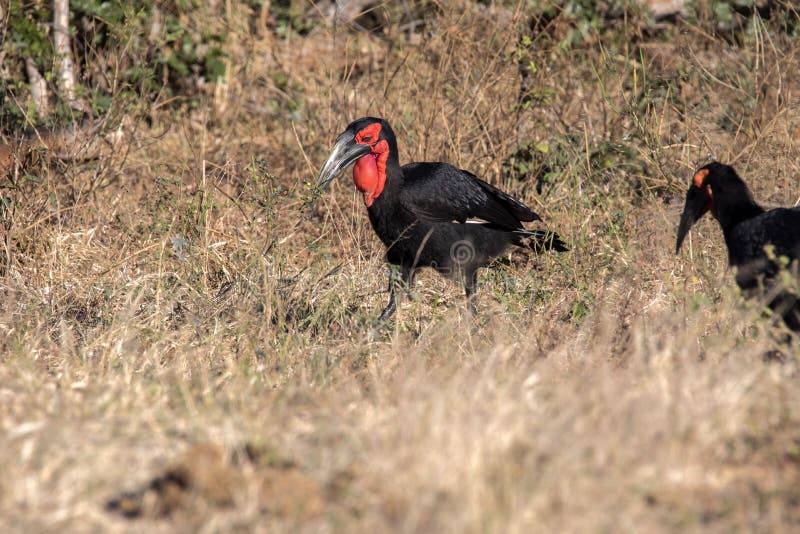 Ground Hornbill, Bucorvus Leadbeateri, Looking in the Grass Insects ...
