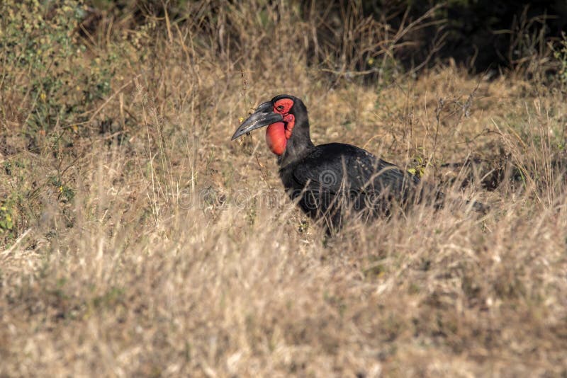 Ground Hornbill, Bucorvus Leadbeateri, Looking in the Grass Insects ...