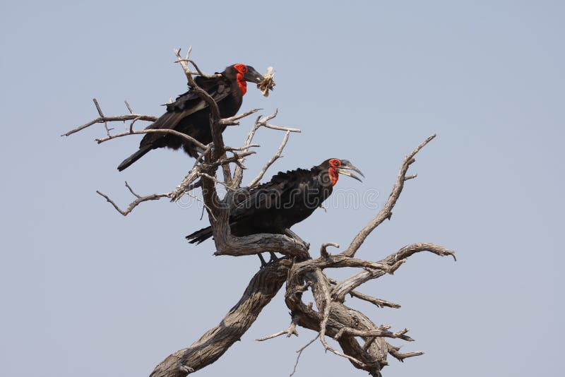 Ground Hornbill To Mission Control Stock Photo - Image of botswana ...