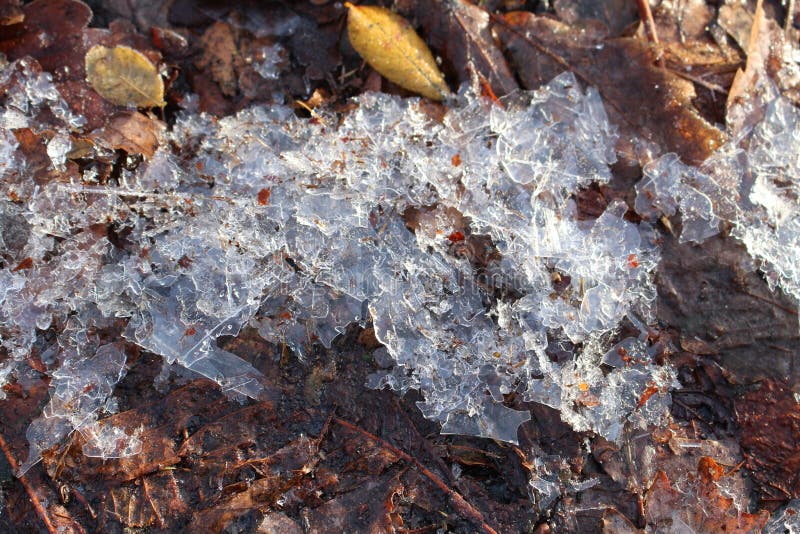 Ground Ice stock photo. Image of patch, ground, leaves - 104281486