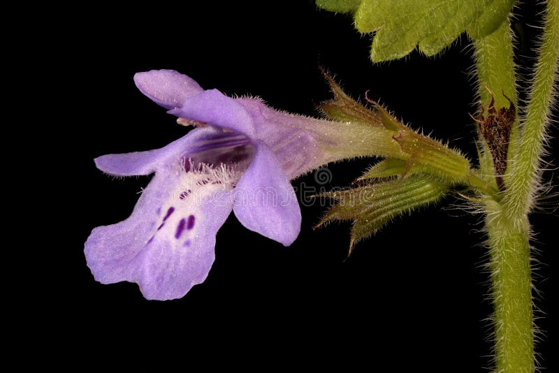 Ground Ivy Glechoma Hederacea. Flower Closeup Stock Photo - Image of ...