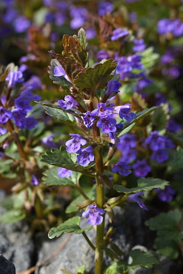 Ground Ivy (Glechoma Hederacea) Stock Image - Image of leaves, creeping ...