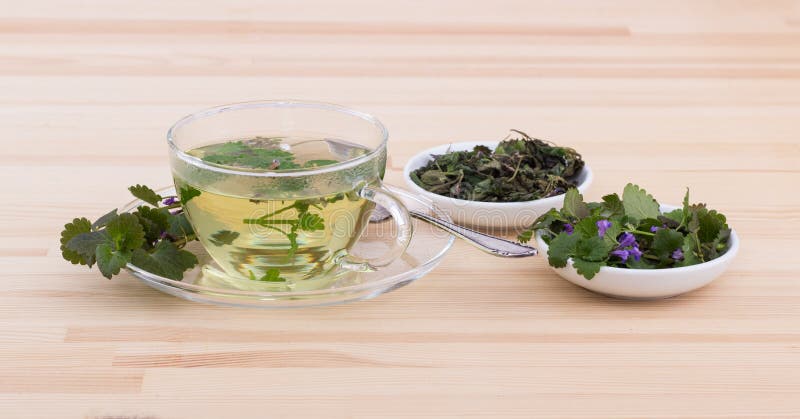 Ground ivy tea stock photo. Image of bowl, catsfoot, family - 92699136