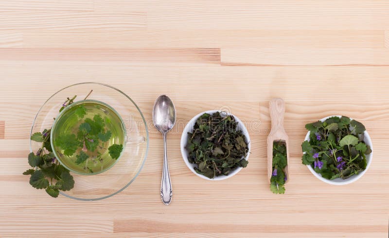 Ground ivy tea stock image. Image of ground, hederacea - 92699149