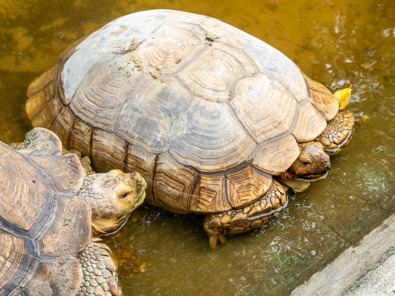 Ground Large Tortoise Live in Group Stock Image - Image of animal ...