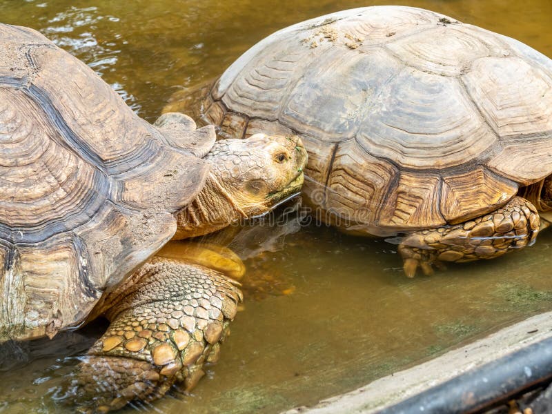 Ground Large Tortoise Live in Group Stock Photo - Image of background ...