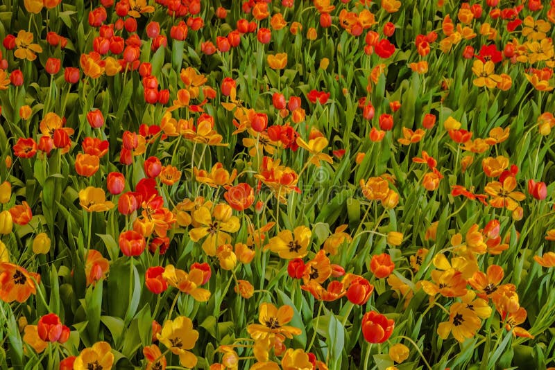 Ground of Large Tulips in Garden Stock Photo - Image of flora ...