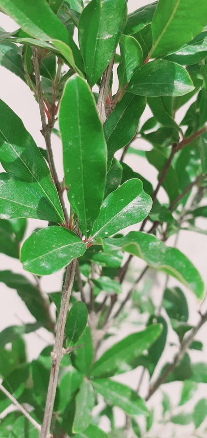 A ground leaf stock photo. Image of branch, nature, herb - 179110096