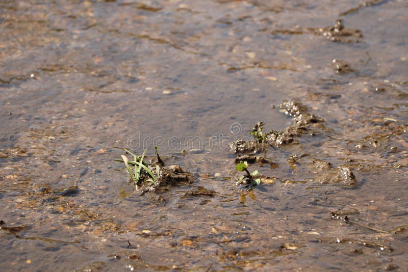 Ground Level Close Up of Mud and Water Sloshing Down a Stream Stock ...