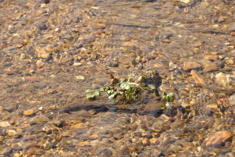 Ground Level Close Up of Mud and Water Sloshing Down a Stream Stock ...
