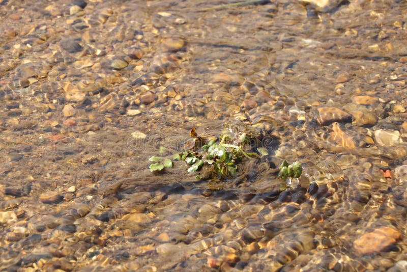 Ground Level Close Up of Mud and Water Sloshing Down a Stream Stock ...