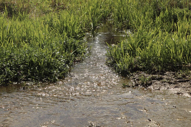 Ground Level Close Up of Mud and Water Sloshing Down a Stream Stock ...