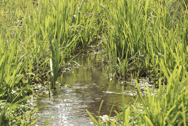 Ground Level Close Up of Mud and Water Sloshing Down a Stream Stock ...