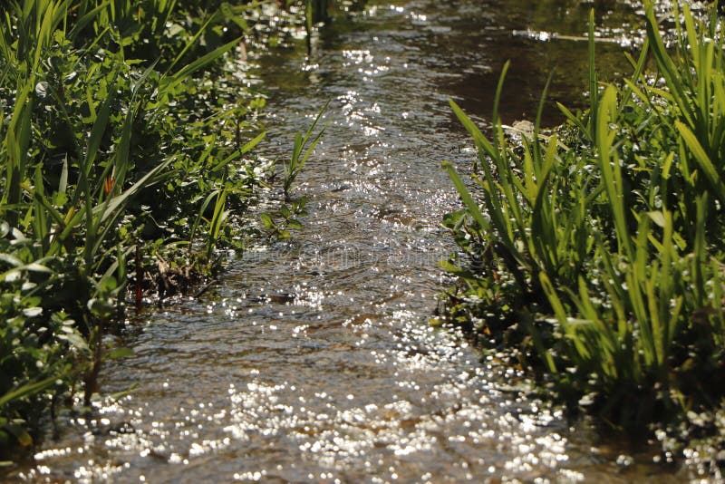 Ground Level Close Up of Mud and Water Sloshing Down a Stream Stock ...
