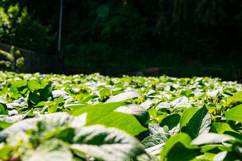 Ground Level of Green Leafed Field Vegetables on Sunny Day Stock Photo ...