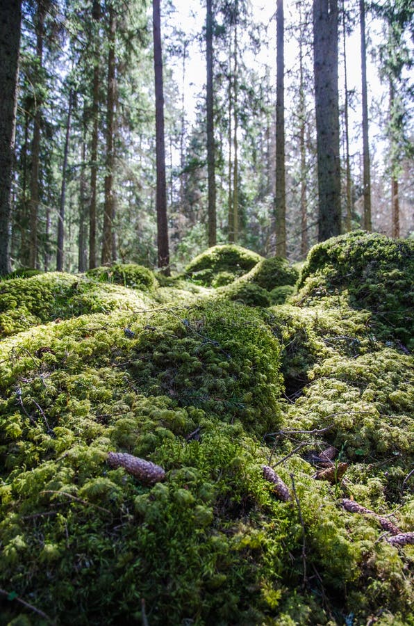 Ground Level in a Mossy Forest Stock Image - Image of coniferous ...