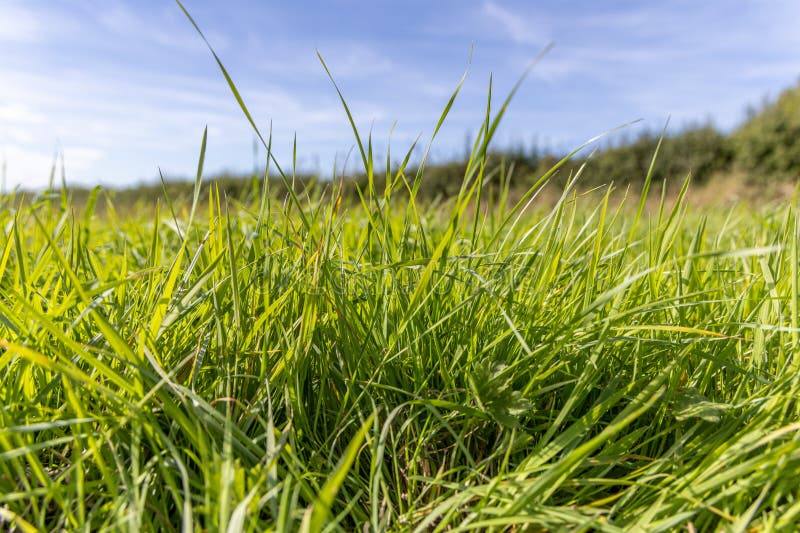 Ground Level Perspective Capturing Fresh Green Grass and a Tranquil ...