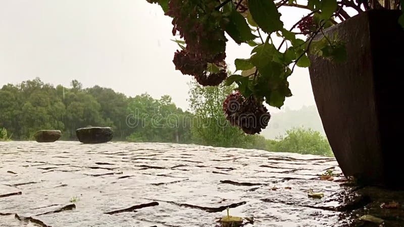 Ground Level Perspective of Falling Rain with a Potted Flower in the ...