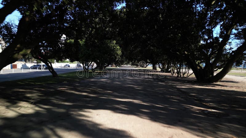 Ground-level Perspective of a Park Path Lined with Trees during a Sunny ...