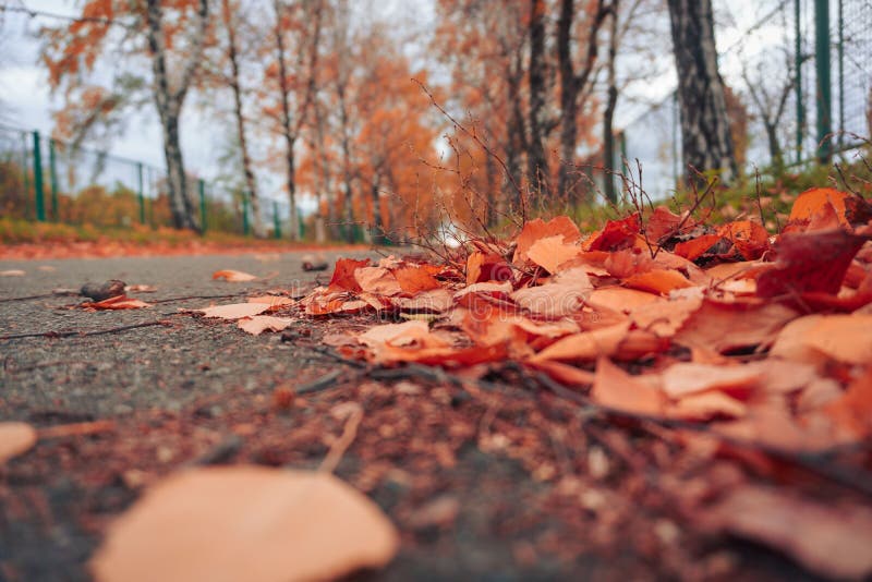 Ground Level Shot of Dry Autumn Leaves in a Park Stock Photo - Image of ...