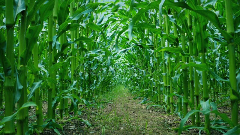 Ground Level Rows of Corn Crops Stock Footage - Video of crops, scary ...