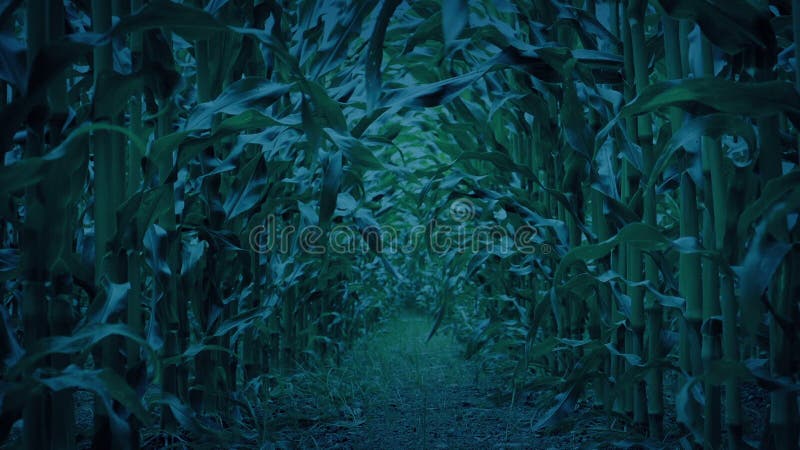 Ground Level between Rows of Corn in the Evening Stock Footage - Video ...