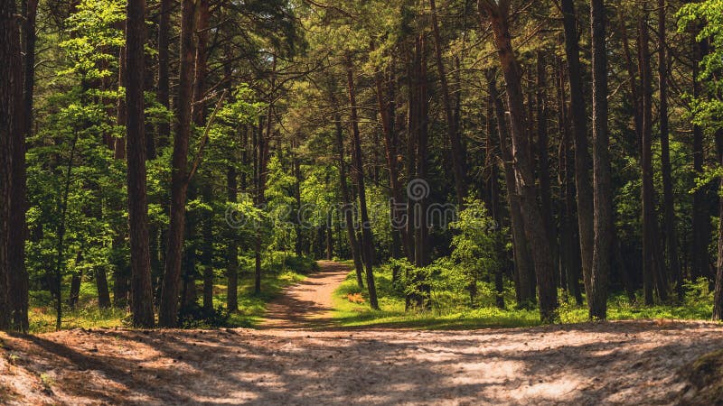 Ground Level Shot of a Narrow Path in a Forest in Poland Stock Image ...