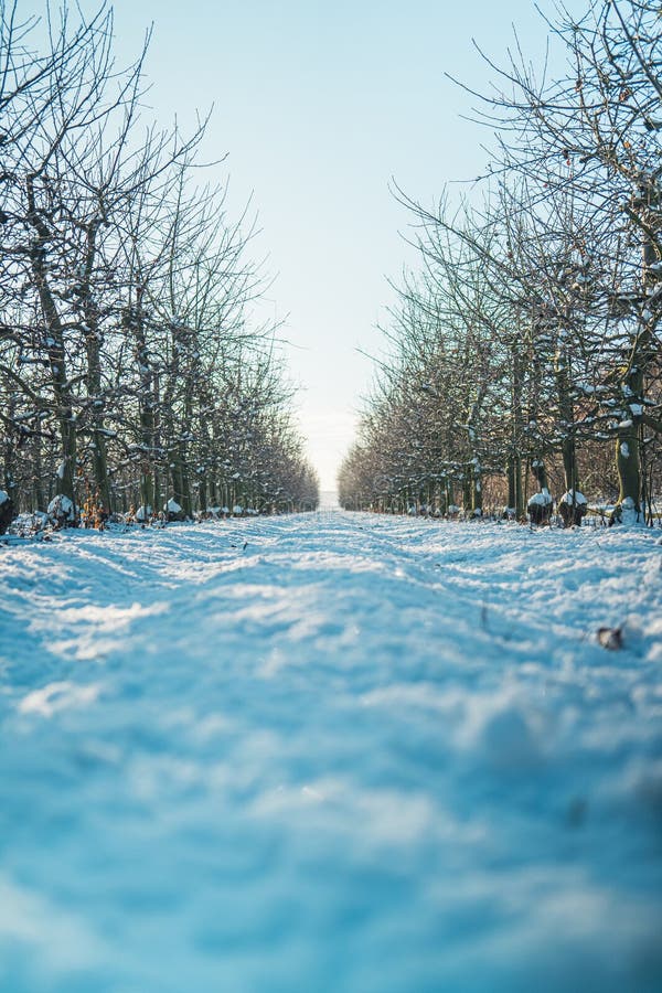 Ground Level View Along Side a Snowy Row of Bare Apple Trees on an ...