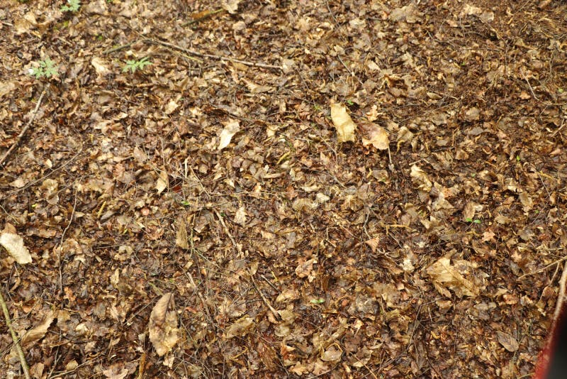 Ground Level View of the Flora on the Forest Floor Stock Photo - Image ...