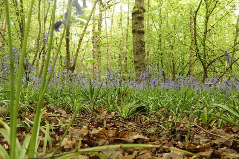 Ground Level View of the Flora on the Forest Floor Stock Photo - Image ...