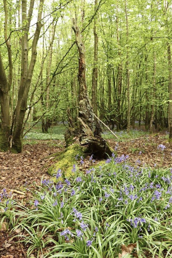 Ground Level View of the Flora on the Forest Floor Stock Photo - Image ...