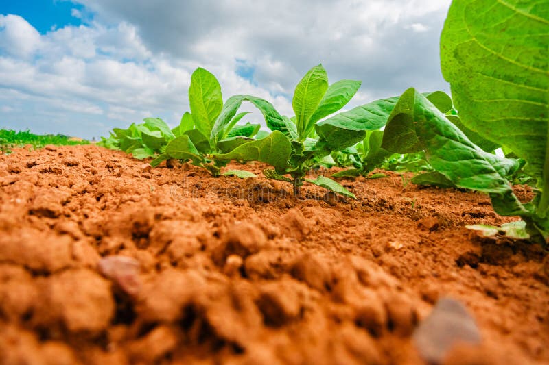 Ground Level View of Green Farming Plants Growing the Soil Stock Image ...