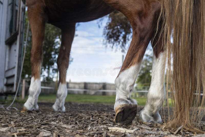 Ground Level View of Horse Legs on Farm Stock Photo - Image of body ...