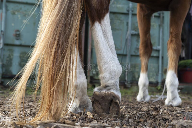 Ground Level View of Horse Legs on Farm Stock Photo - Image of farm ...