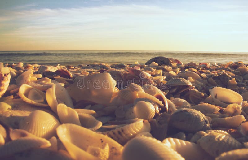 Landscape with Seashells on Tropical Beach Stock Photo - Image of ...