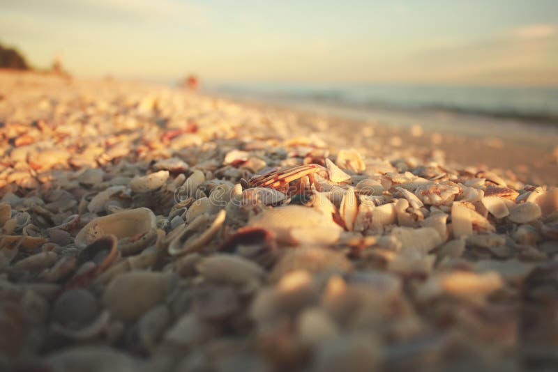 Landscape with Seashells on Tropical Beach Stock Photo - Image of ...