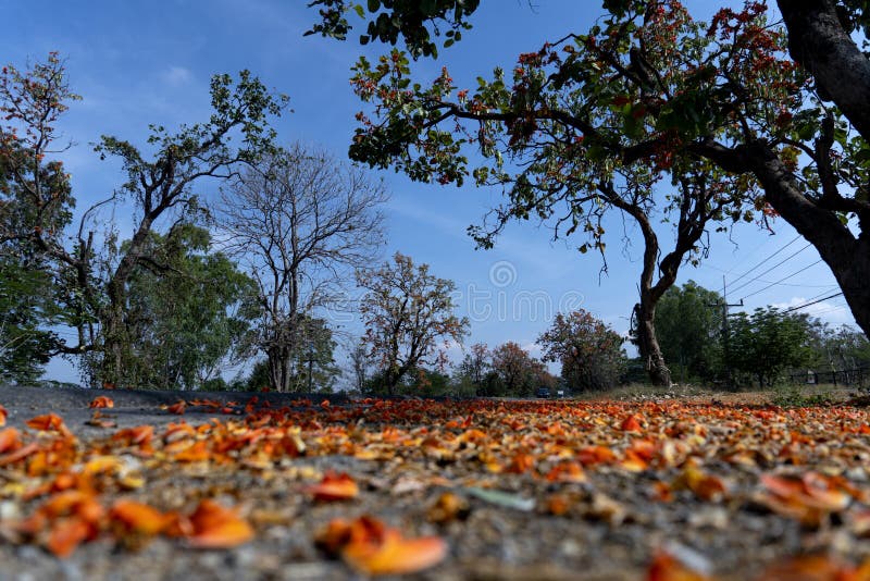 Ground Level View of Road Where Flower Petals Fall on the Ground in ...