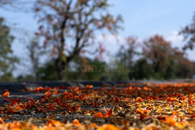 Ground Level View of Road Where Flower Petals Fall on the Ground in ...