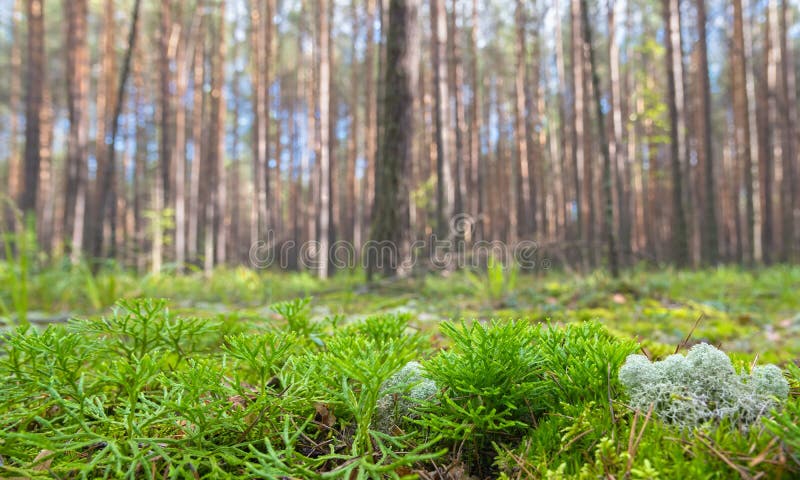 Ground Level View of Summer Plant Lawn and Deciduous Forest Stock Photo ...
