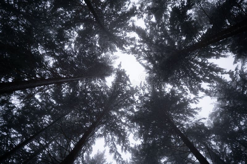 Ground-level View of the Tops of Trees As they Ascend into the Sky ...