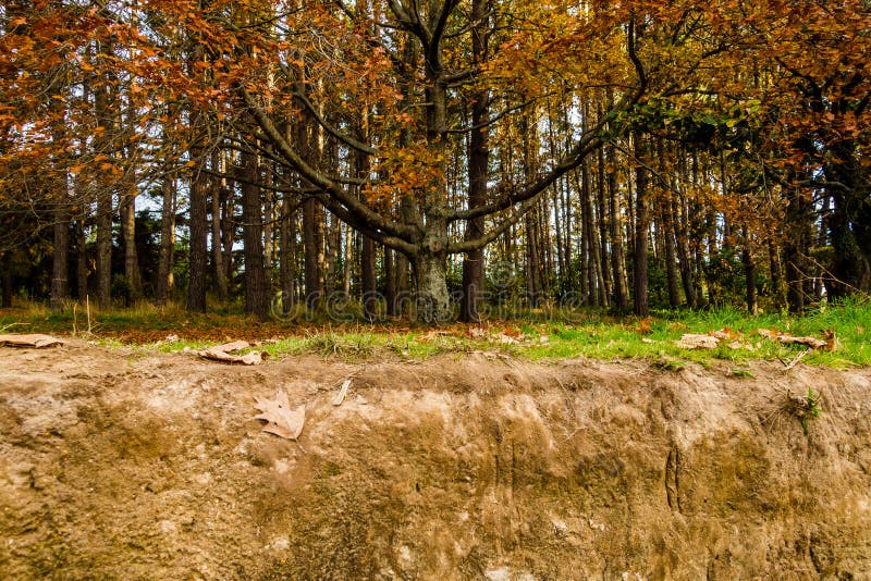 Ground Level View of a Tree Stock Image - Image of season, tree: 149494671