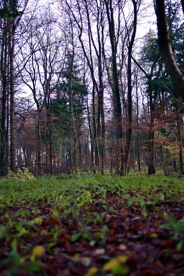 Ground Level View of Trees in a Woodland in Gloucestershire Stock Image ...