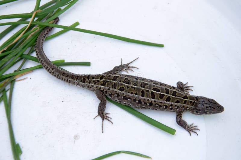 Ground Lizard in a Bucket of Grass Stock Image - Image of blue ...