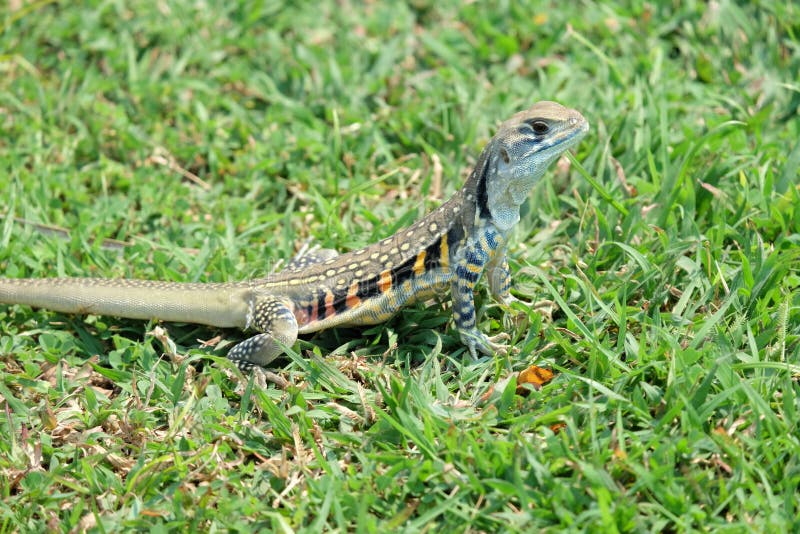 Ground lizard stock image. Image of nature, beautiful - 68089935