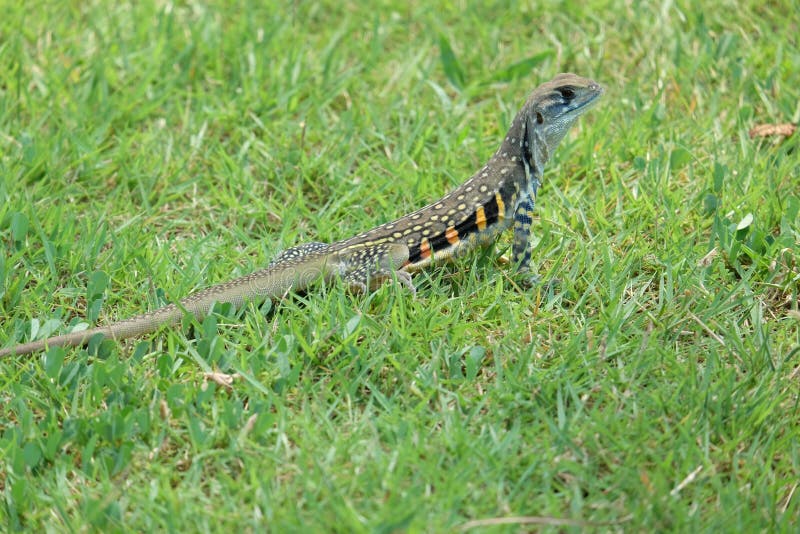 Ground lizard stock photo. Image of lizard, leiolepis - 68089992