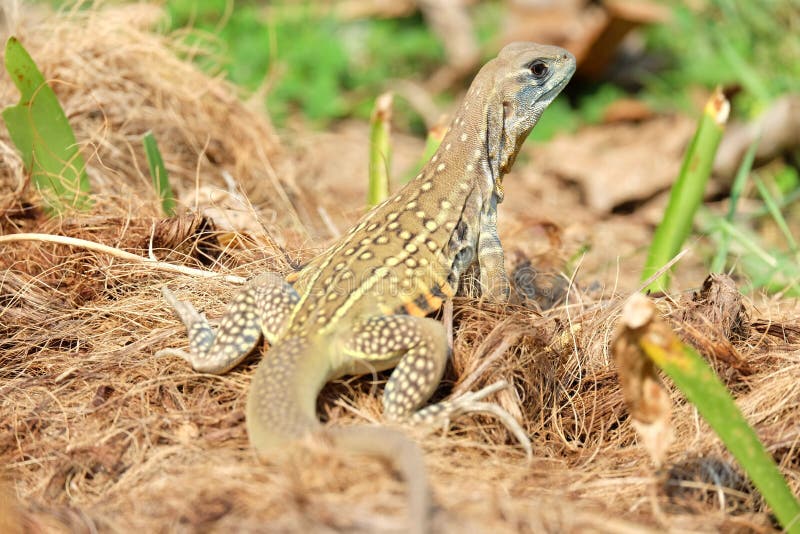 Ground lizard stock photo. Image of exotic, predator - 68090326