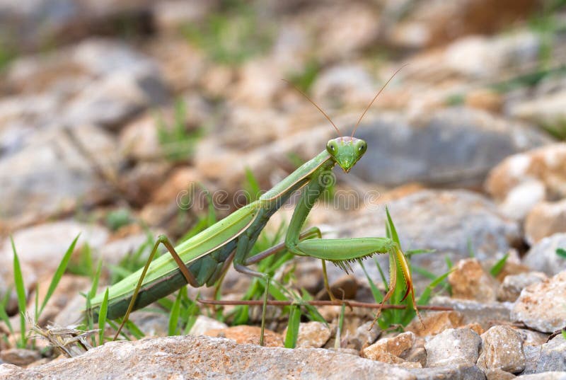 Ground Mantis stock photo. Image of head, camouflage - 29360324