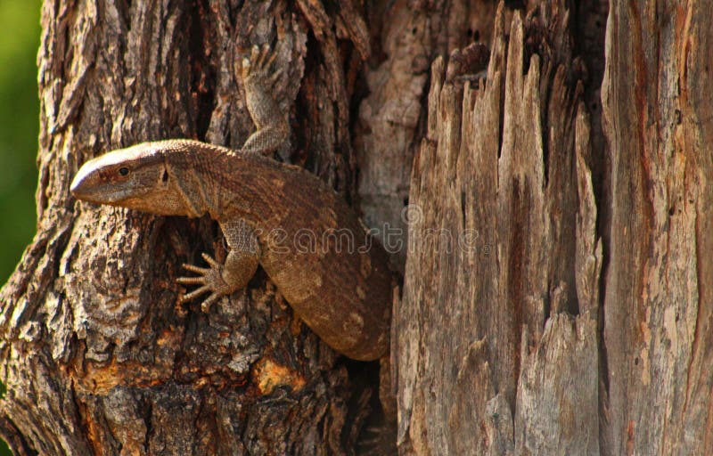Ground monitor in a tree stock image. Image of soil - 238212219