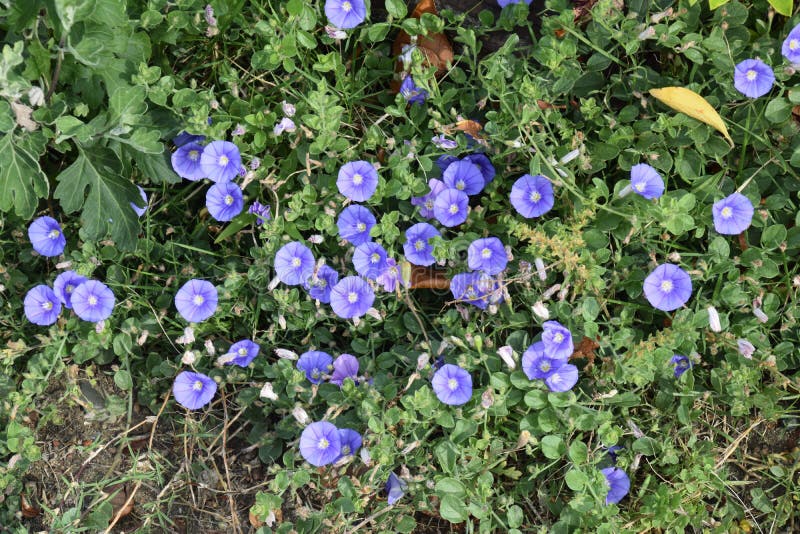 Ground morning glory stock image. Image of park, blooming - 147283899