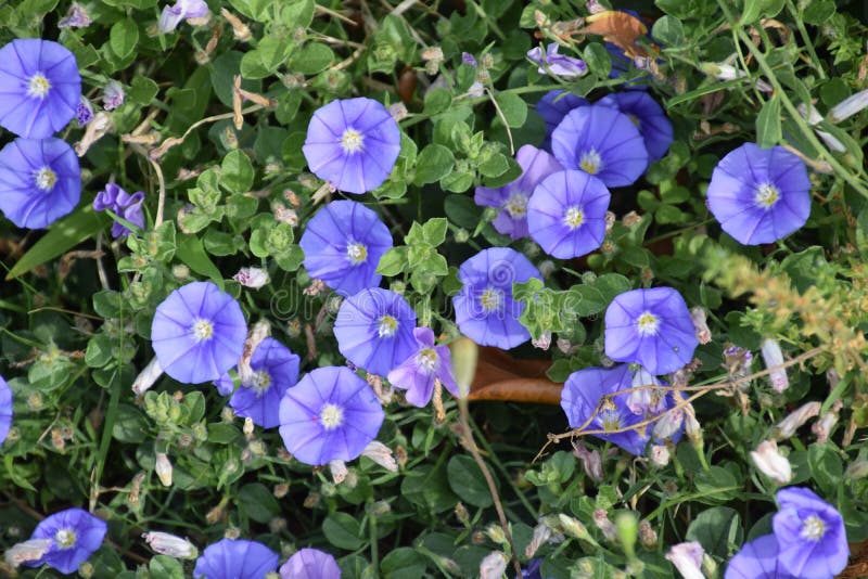 Ground morning glory stock photo. Image of decorative - 117273280